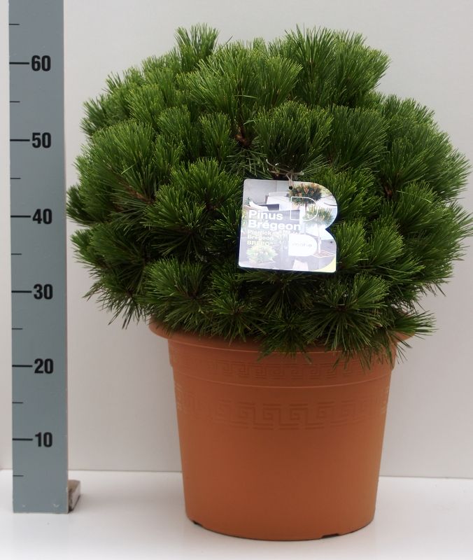 Säulenschwarzkiefer - Pinus nigra Obelisk günstig kaufen