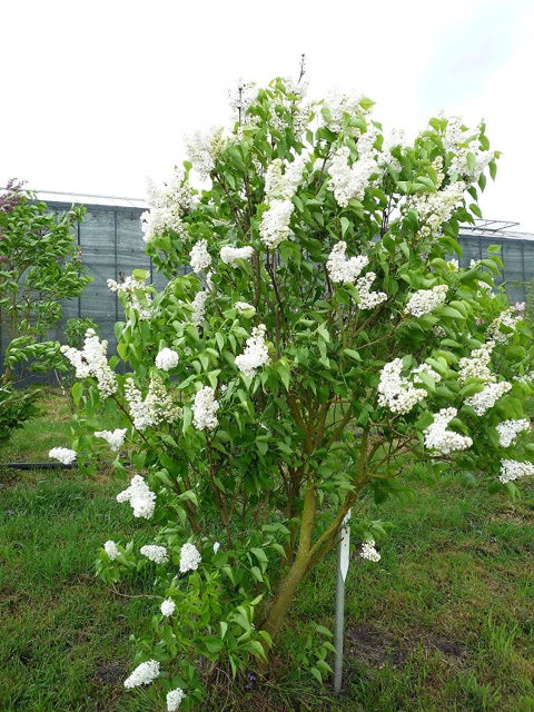 Edelflieder Mme Forent Stepman - Syringa vulgaris Mme Florent Stepman ...