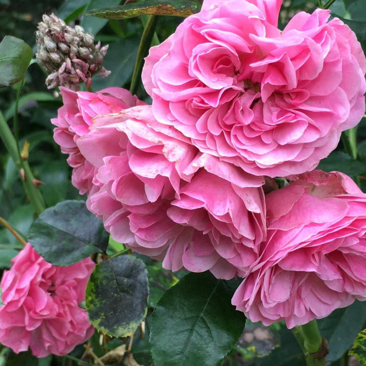 Rose Leonardo da Vinci® - Rosa Leonardo da Vinci® günstig kaufen