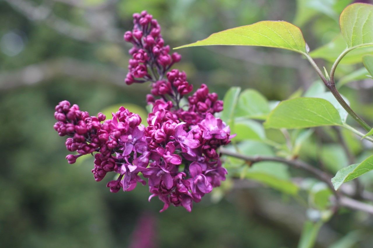 Edelflieder Mrs. Edward Harding - Syringa Mrs. Edward Harding günstig ...