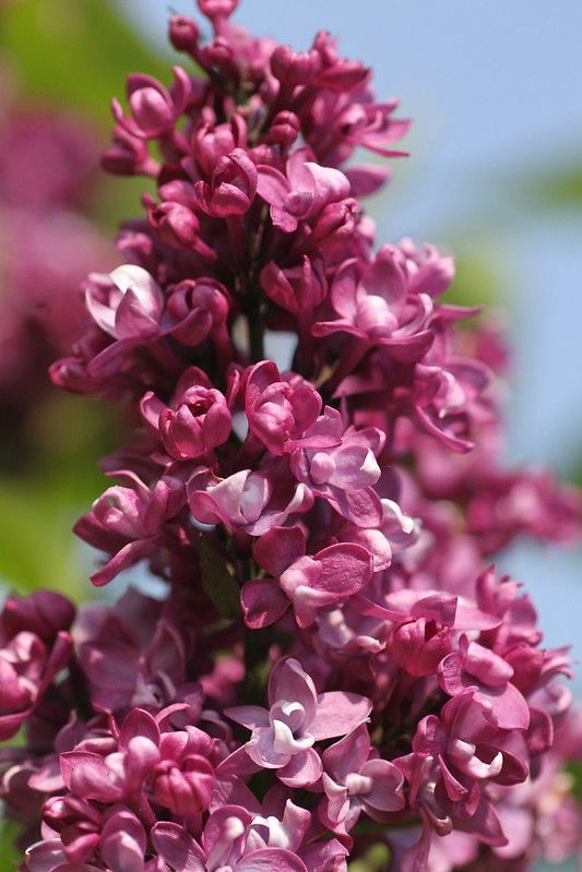 Edelflieder Mrs. Edward Harding - Syringa Mrs. Edward Harding günstig ...