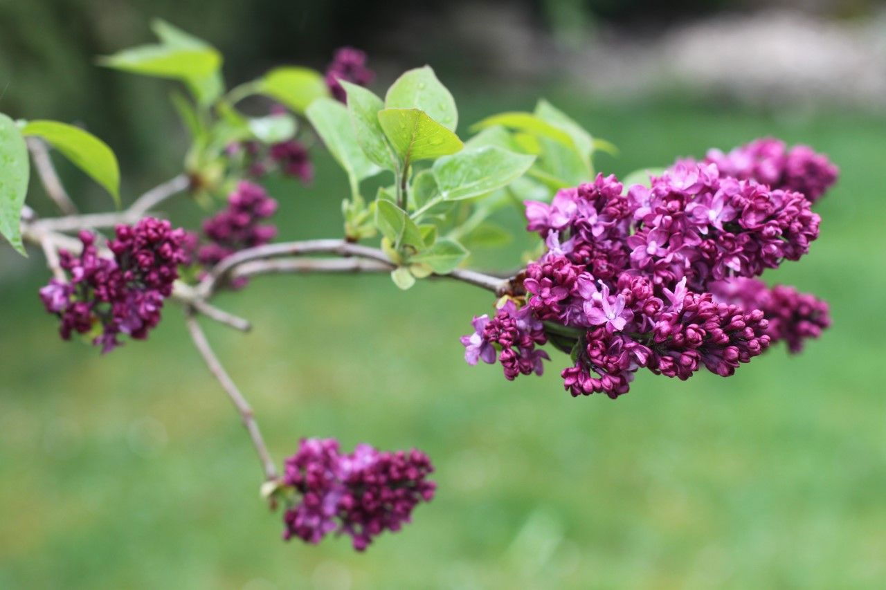 Edelflieder Mrs. Edward Harding - Syringa Mrs. Edward Harding günstig ...