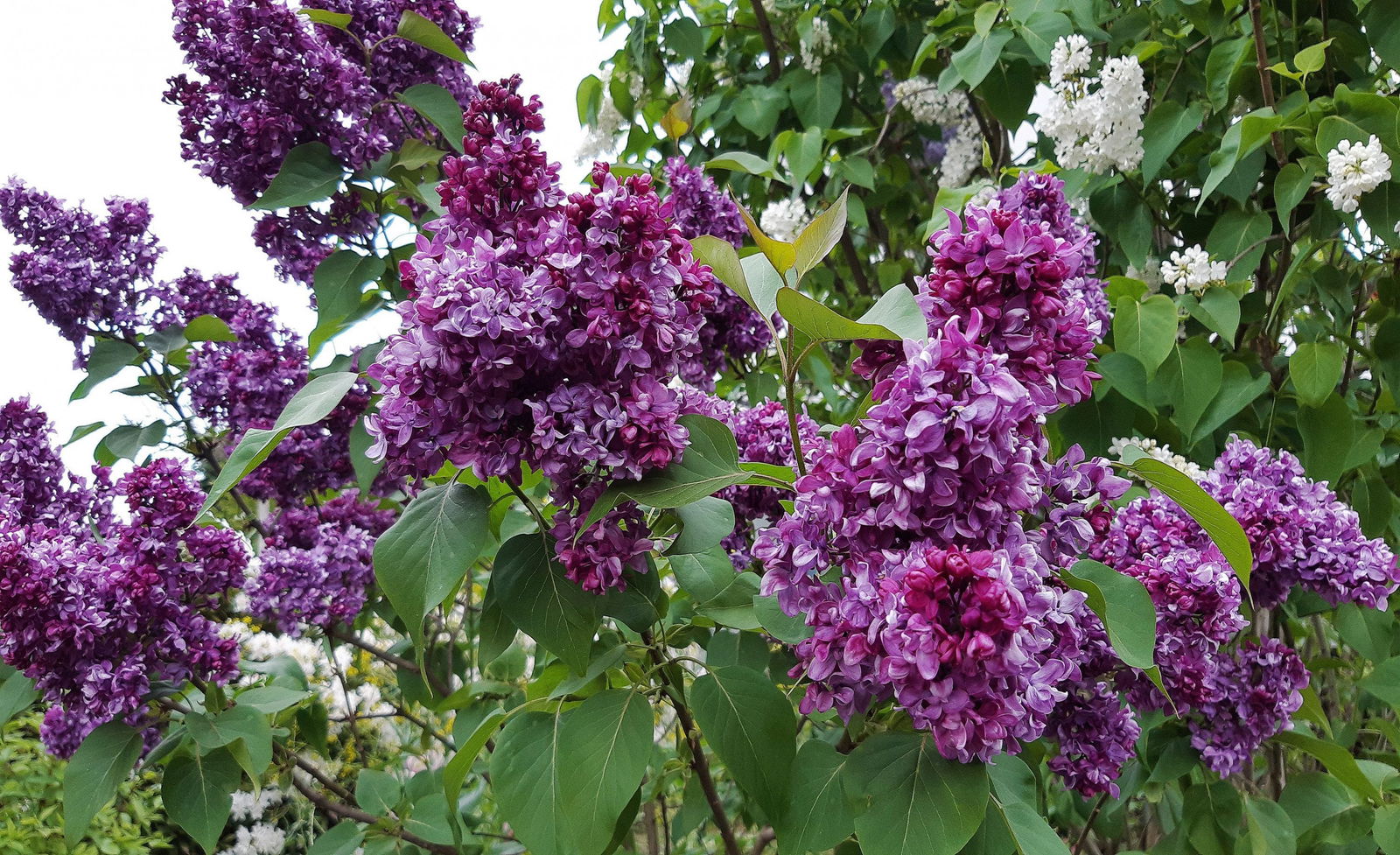 Edelflieder Mrs. Edward Harding - Syringa Mrs. Edward Harding günstig ...