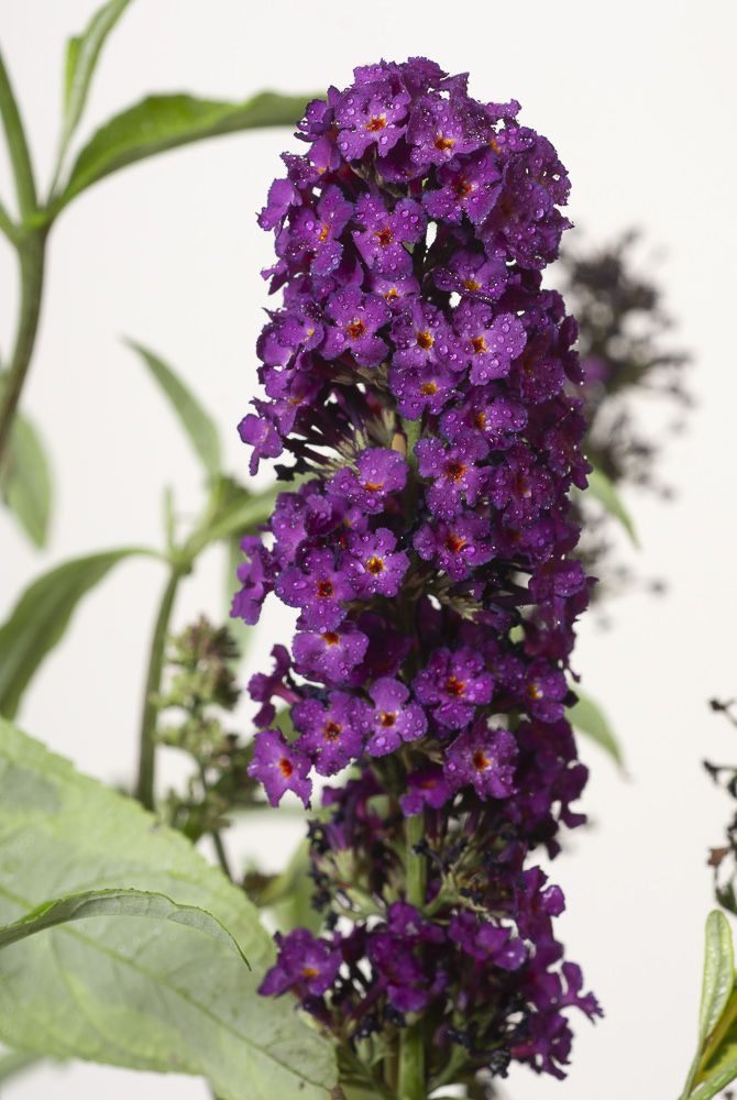 Buddleja davidii Buzz TRIO - Sommerflieder Buzz TRIO | jetzt günstig ...