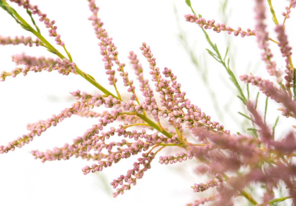 Heide-Tamariske - Tamarix pentandra günstig kaufen