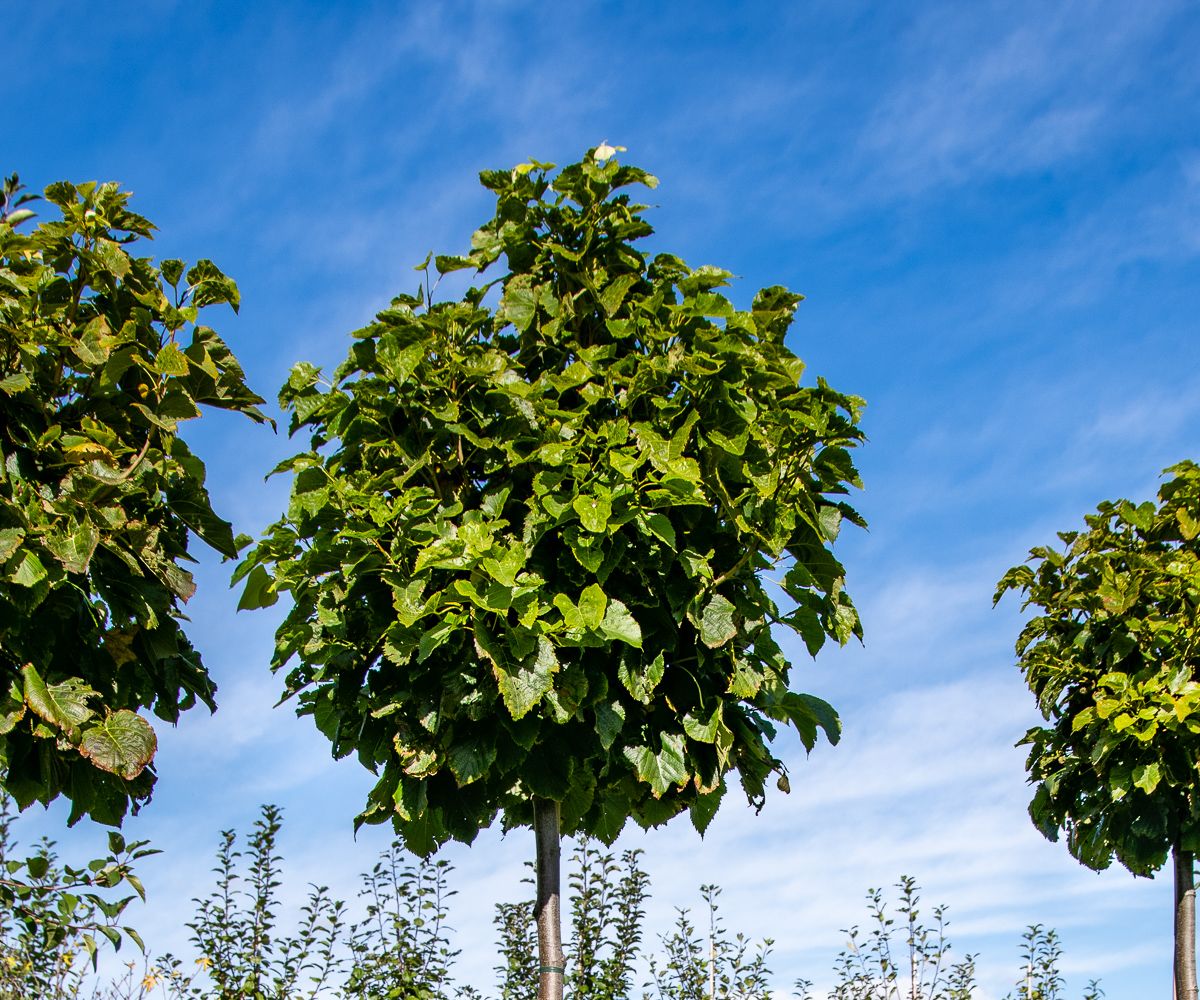Silberlinde - Tilia tomentosa günstig kaufen