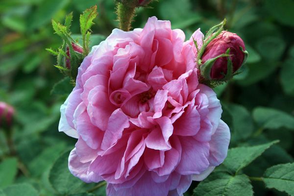 Damaszenerrose Miranda - Rosa Miranda günstig kaufen