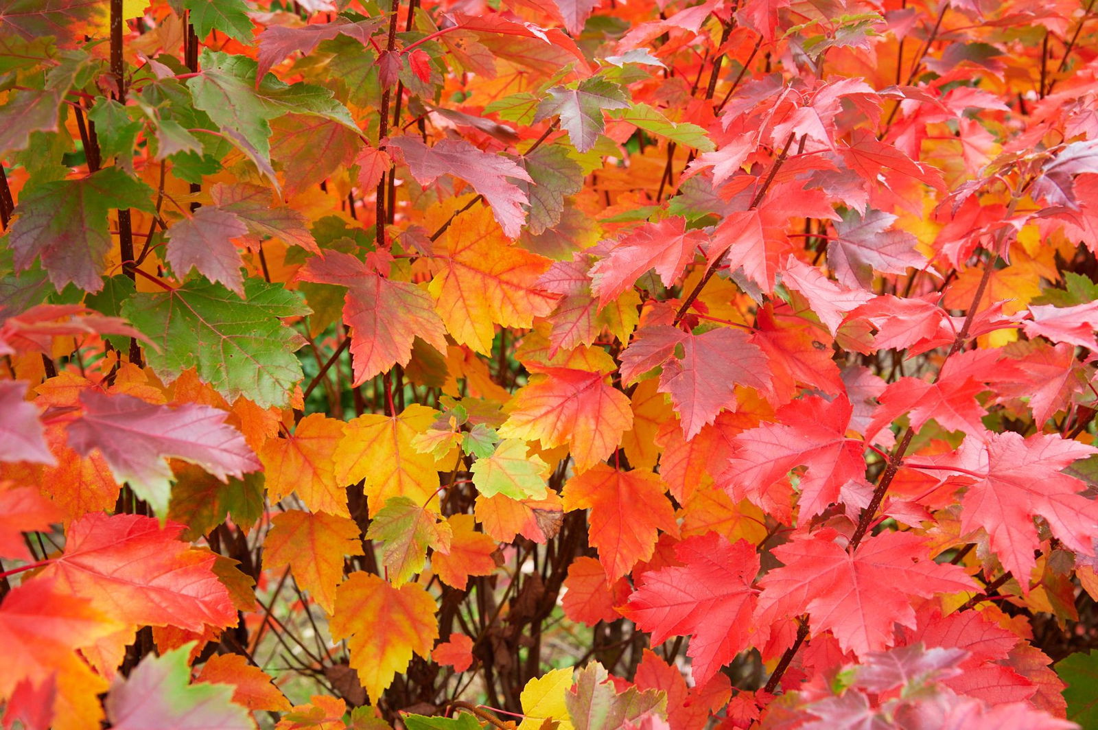 Rotahorn Sun Valley - Acer rubrum Sun Valley günstig kaufen