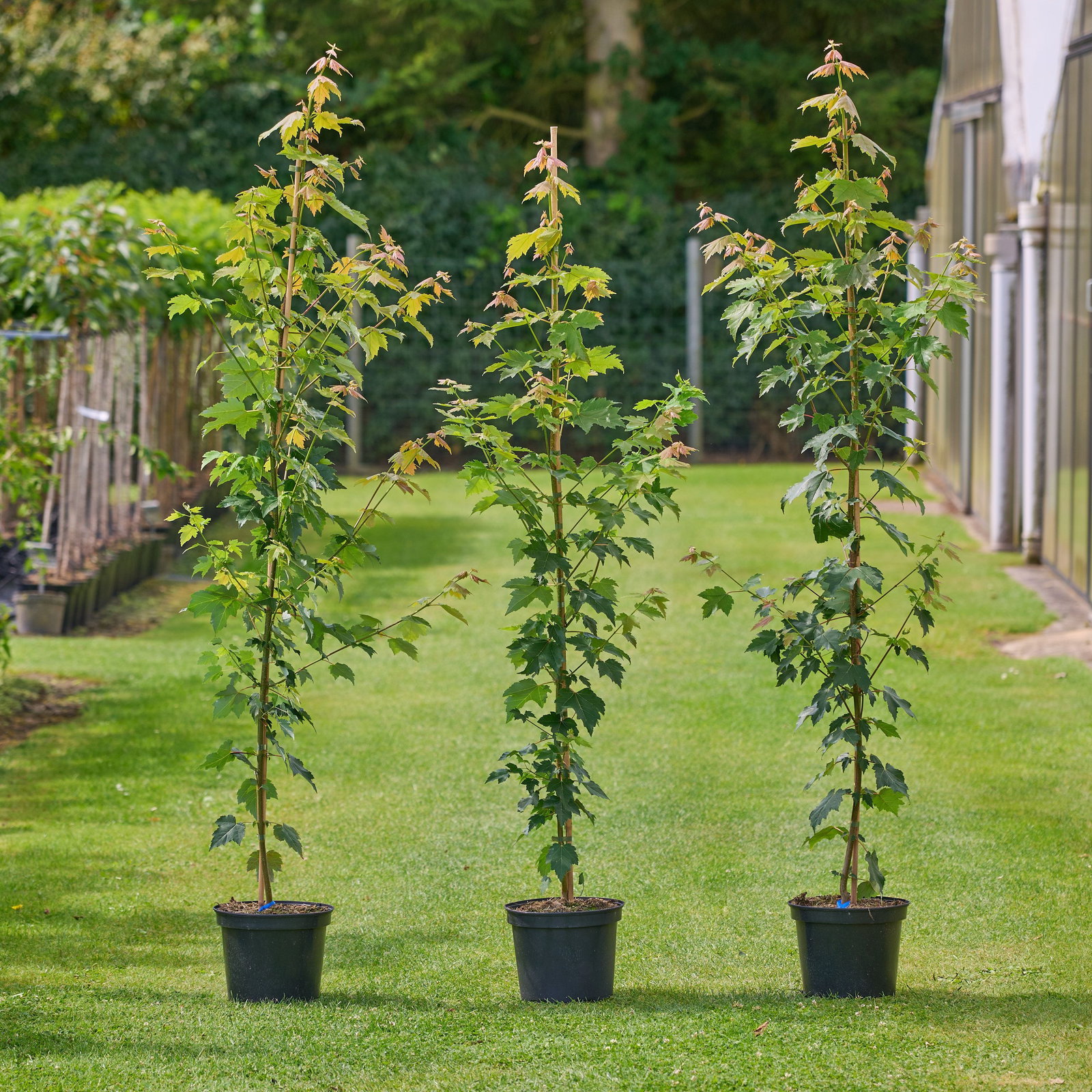Rotahorn Sun Valley - Acer rubrum Sun Valley günstig kaufen