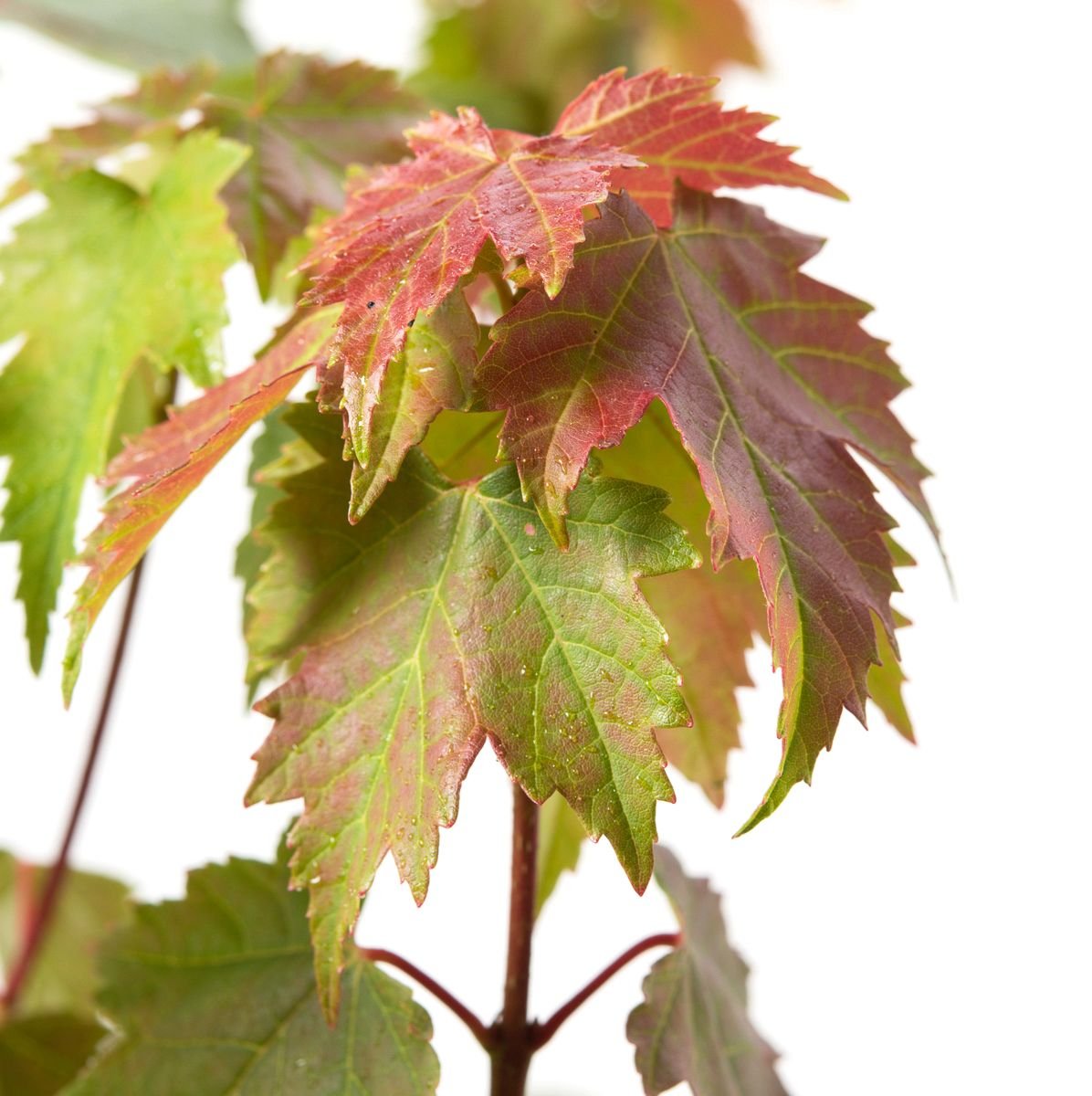 Rotahorn Sun Valley - Acer rubrum Sun Valley günstig kaufen