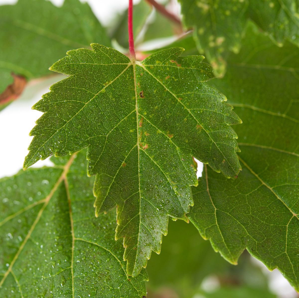 Rotahorn Sun Valley - Acer rubrum Sun Valley günstig kaufen