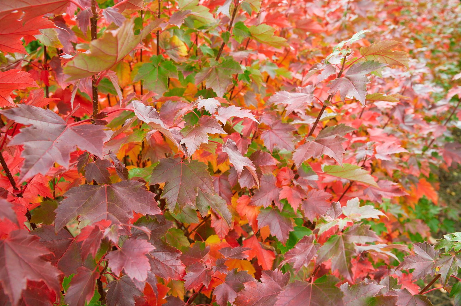 Rotahorn Sun Valley - Acer rubrum Sun Valley günstig kaufen