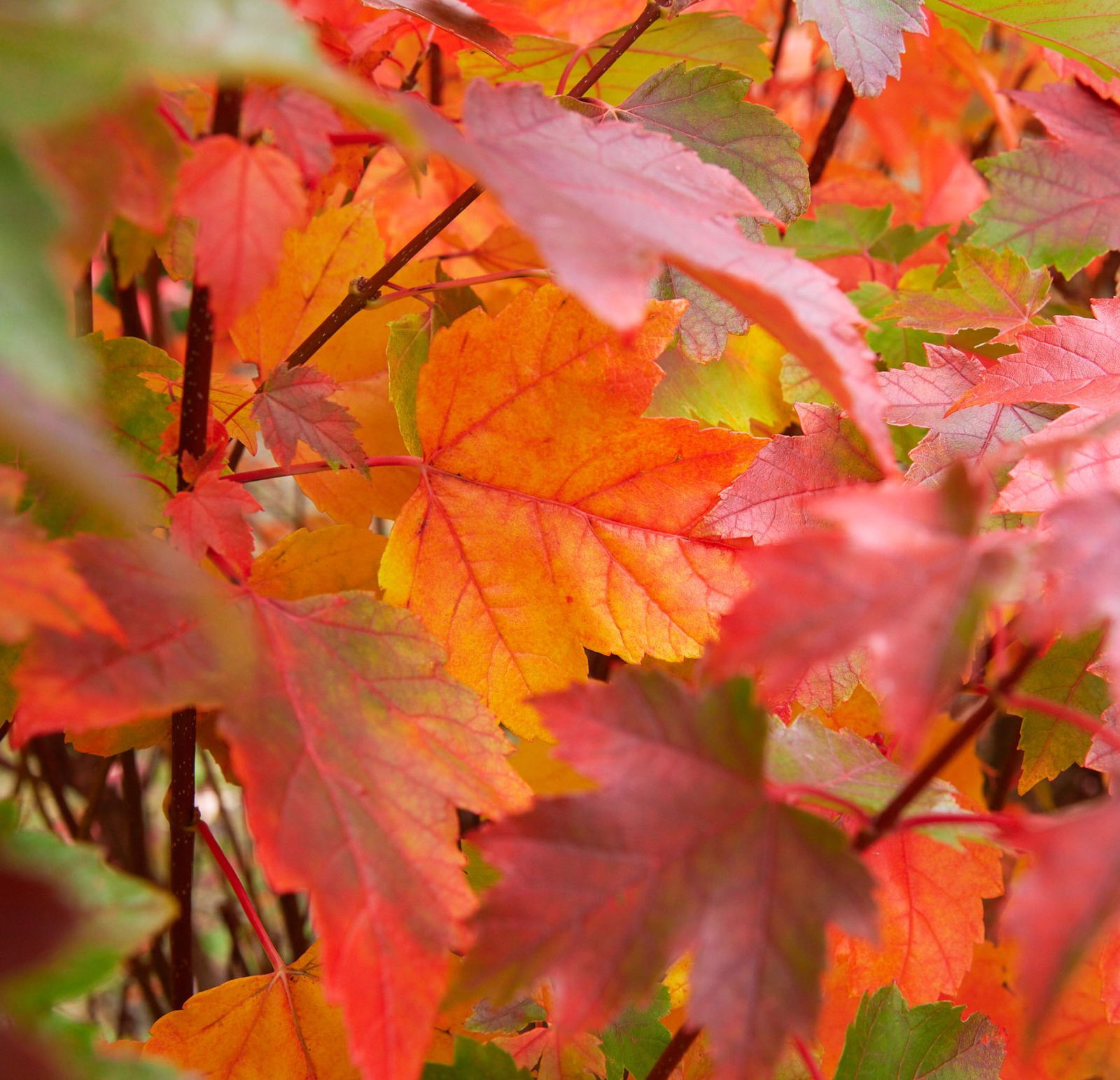 Rotahorn Sun Valley - Acer rubrum Sun Valley günstig kaufen