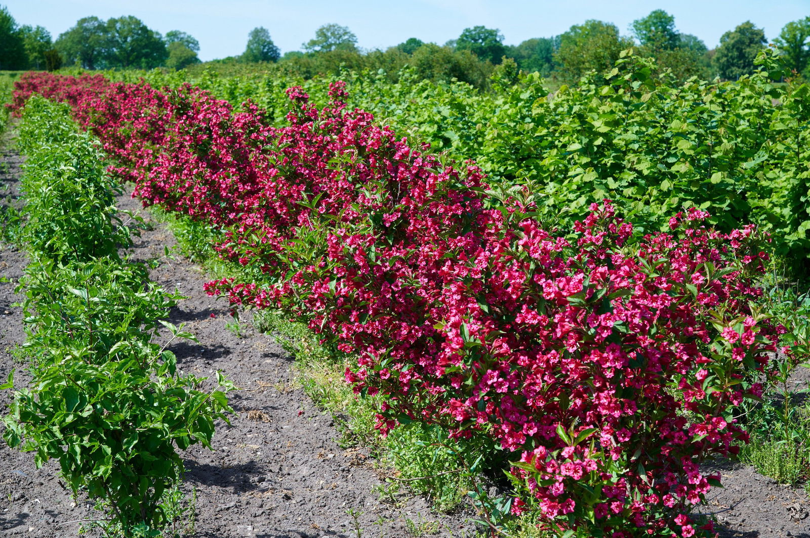 Weigelie Newport Red - Weigela Newport Red günstig kaufen