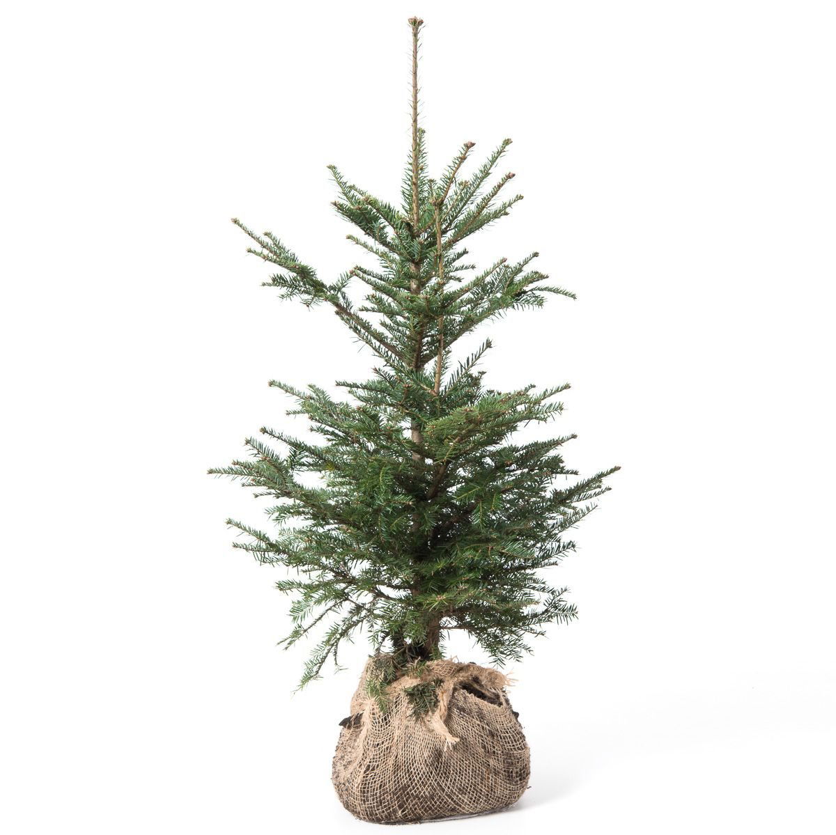 Weißtanne - Abies alba günstig kaufen