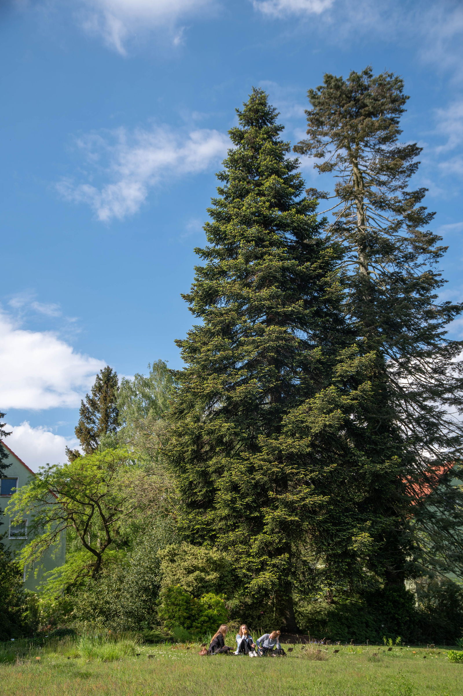 Weißtanne - Abies alba günstig kaufen