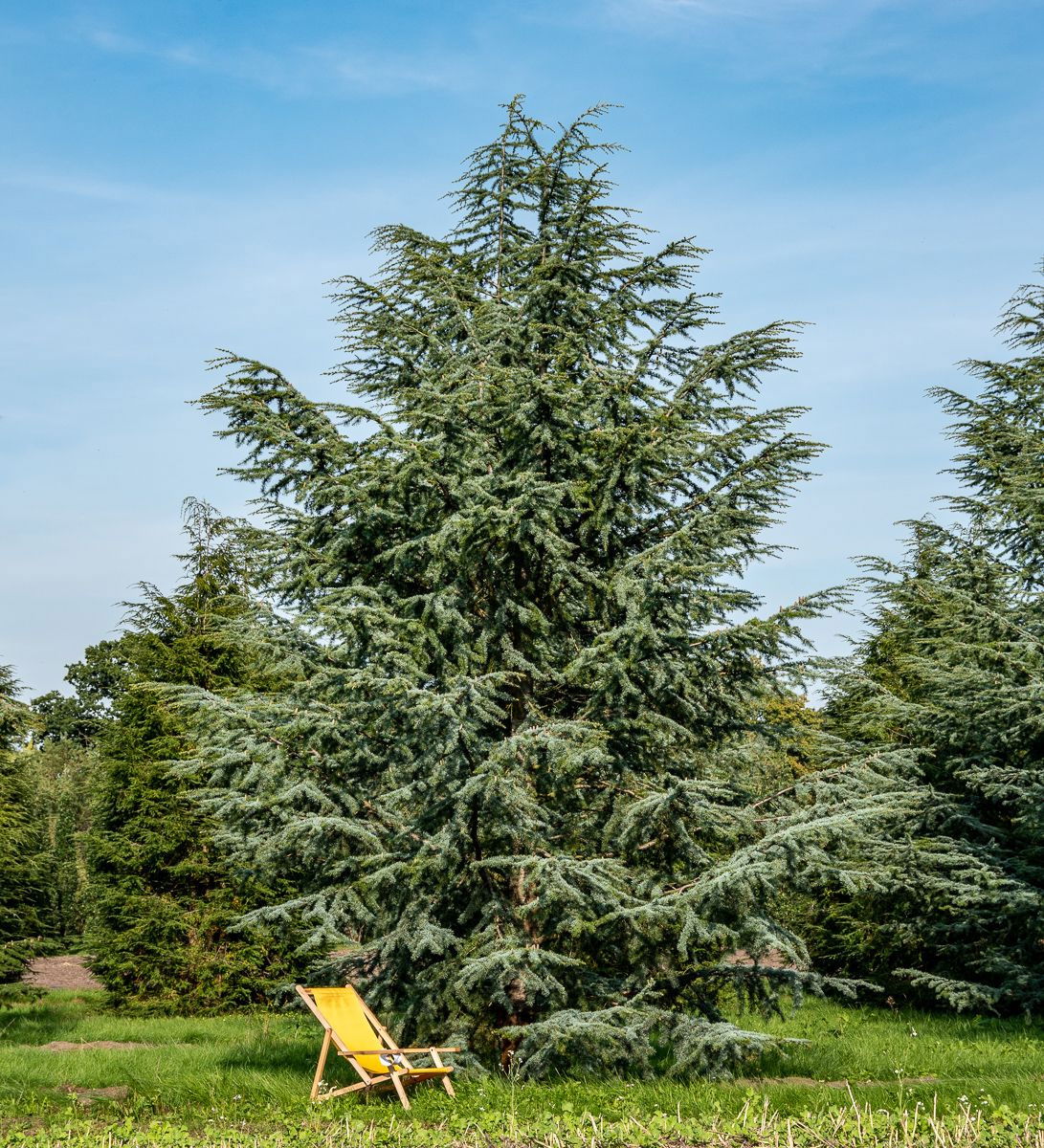 Blaue Atlaszeder - Cedrus atlantica Glauca günstig kaufen