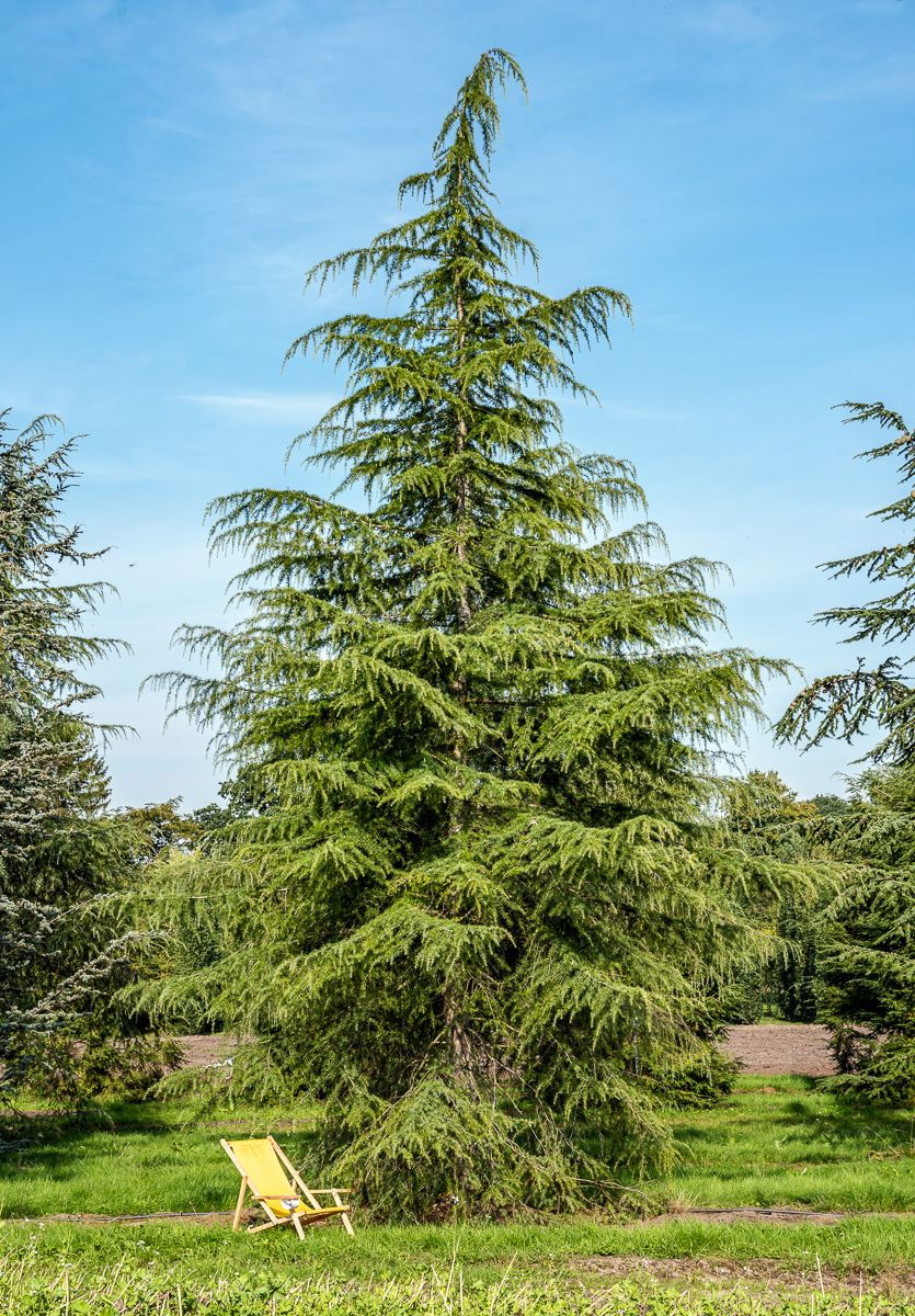 Himalaya-Zeder Blue Snake - Cedrus deodara Blue Snake günstig kaufen