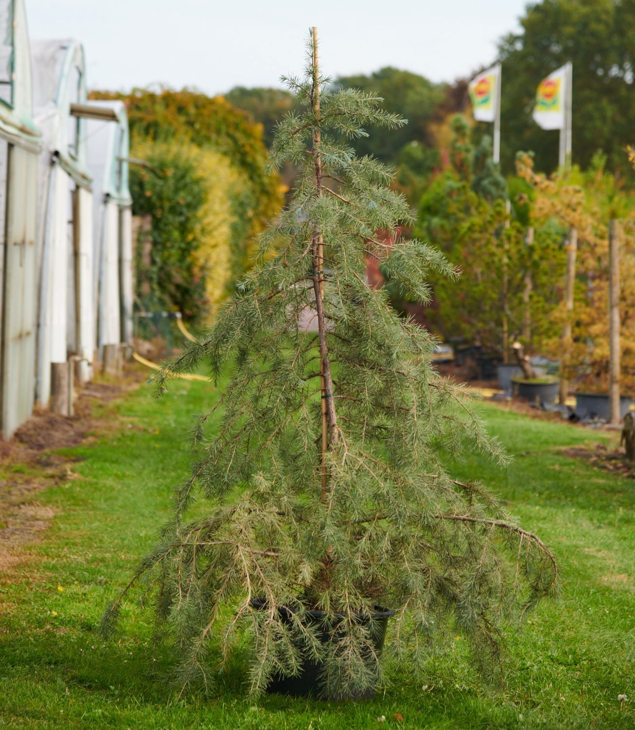 Himalaya-Zeder - Cedrus deodara günstig kaufen