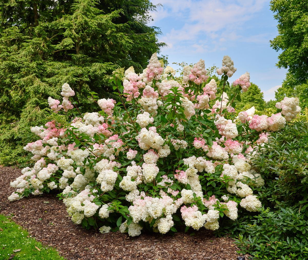 Rispenhortensie Vanille Fraise® - Hydrangea paniculata Vanille Fraise ...
