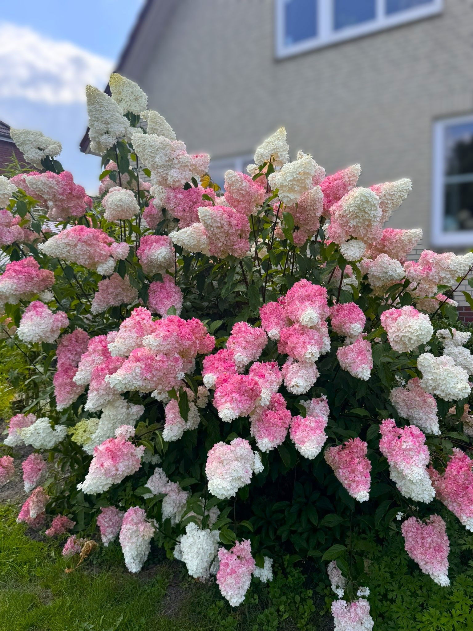 Rispenhortensie Pinky Winky, Hydrangea paniculata Pinky winky - günstig ...