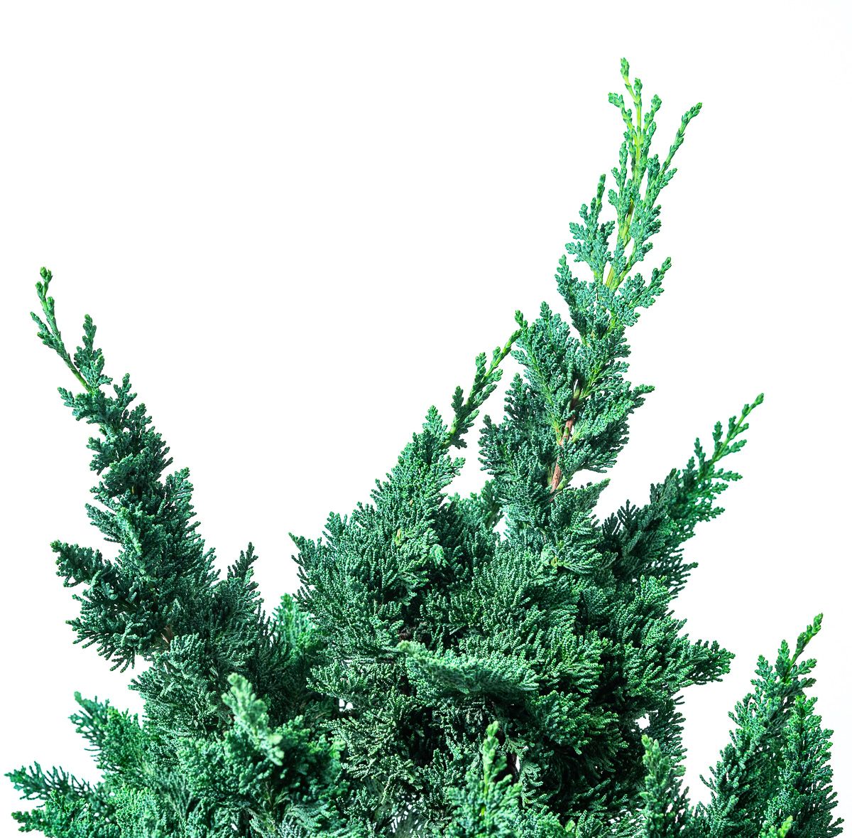 Gartenzypresse Wisselii - Chamaecyparis lawsoniana Wisselii günstig kaufen
