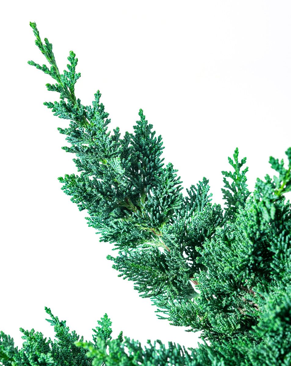 Gartenzypresse Wisselii - Chamaecyparis lawsoniana Wisselii günstig kaufen