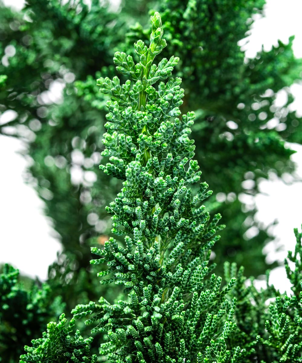 Gartenzypresse Wisselii - Chamaecyparis lawsoniana Wisselii günstig kaufen