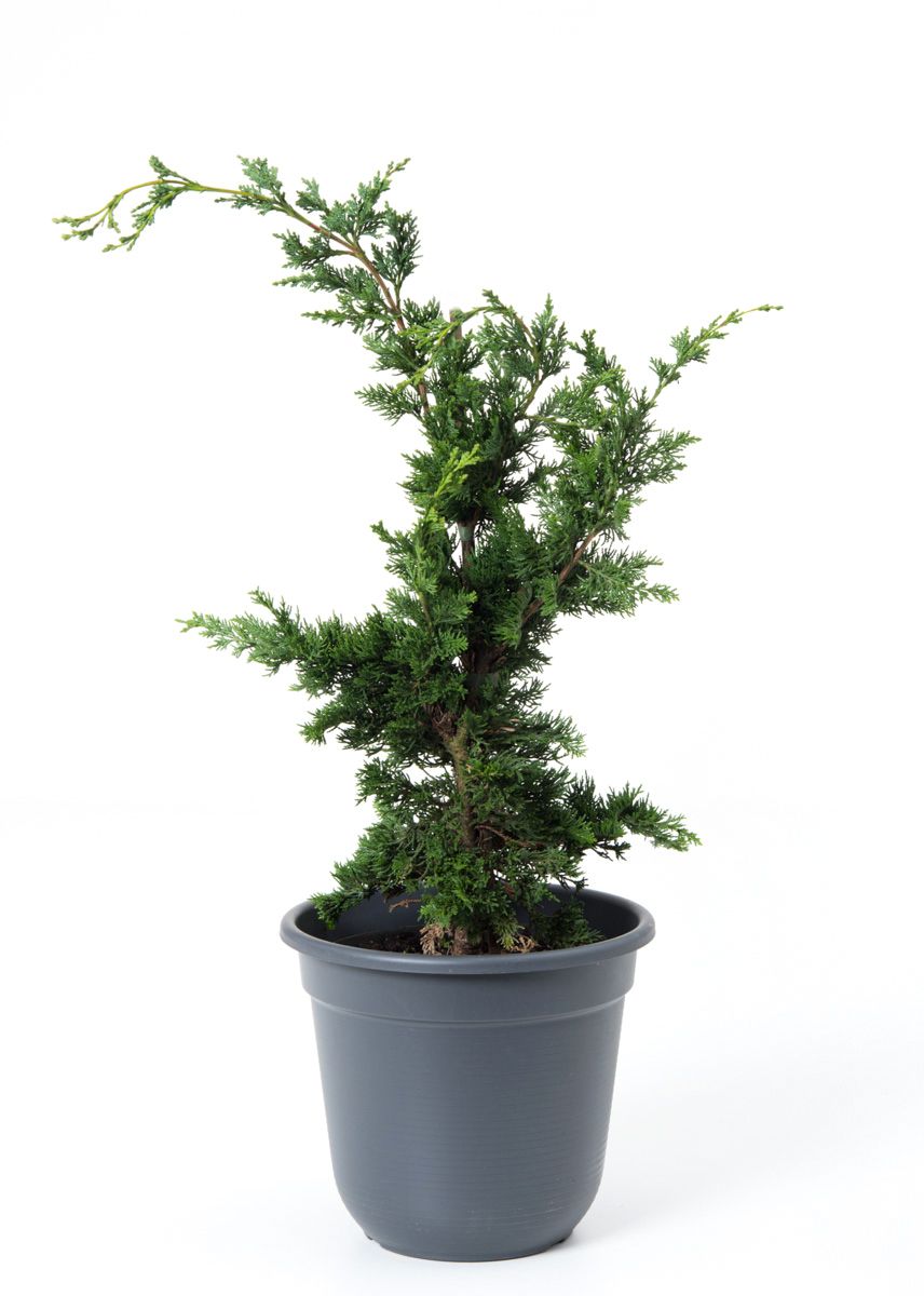 Gartenzypresse Wisselii - Chamaecyparis lawsoniana Wisselii günstig kaufen