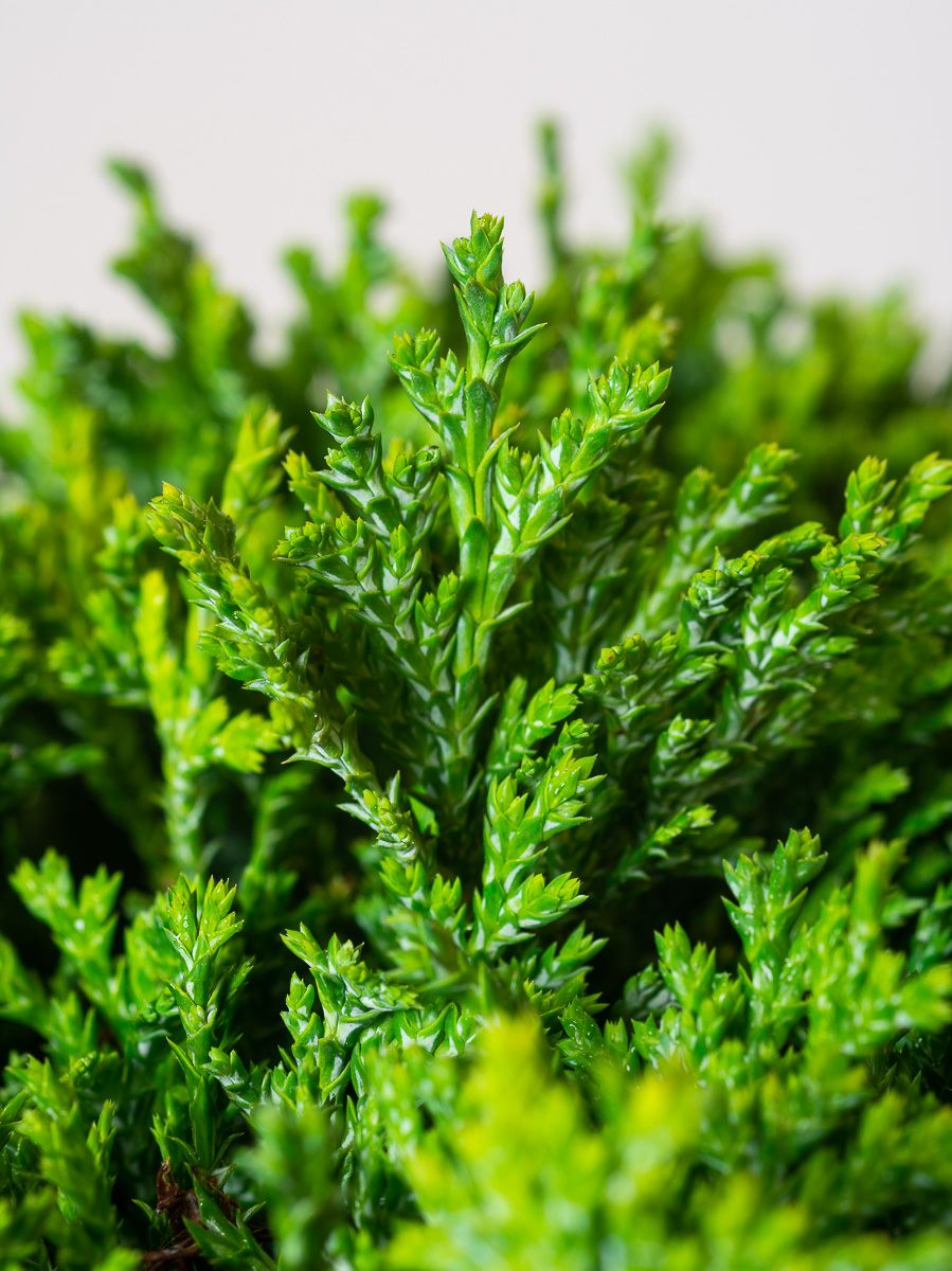 Zwerg-Mooszypresse Plumosa Aurea Compacta - Chamaecyparis pisifera ...