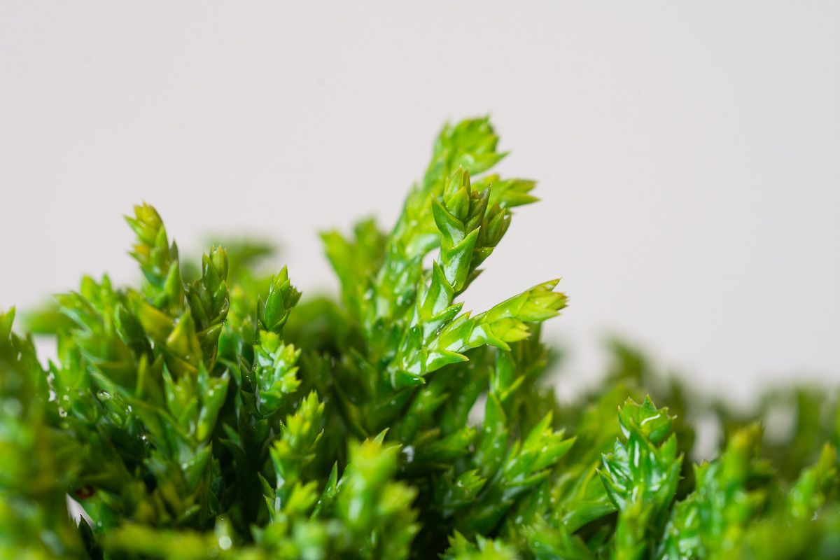 Zwerg-Mooszypresse Plumosa Aurea Compacta - Chamaecyparis pisifera ...