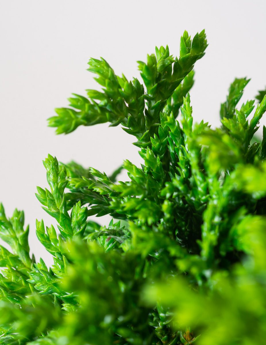 Zwerg-Mooszypresse Plumosa Aurea Compacta - Chamaecyparis pisifera ...