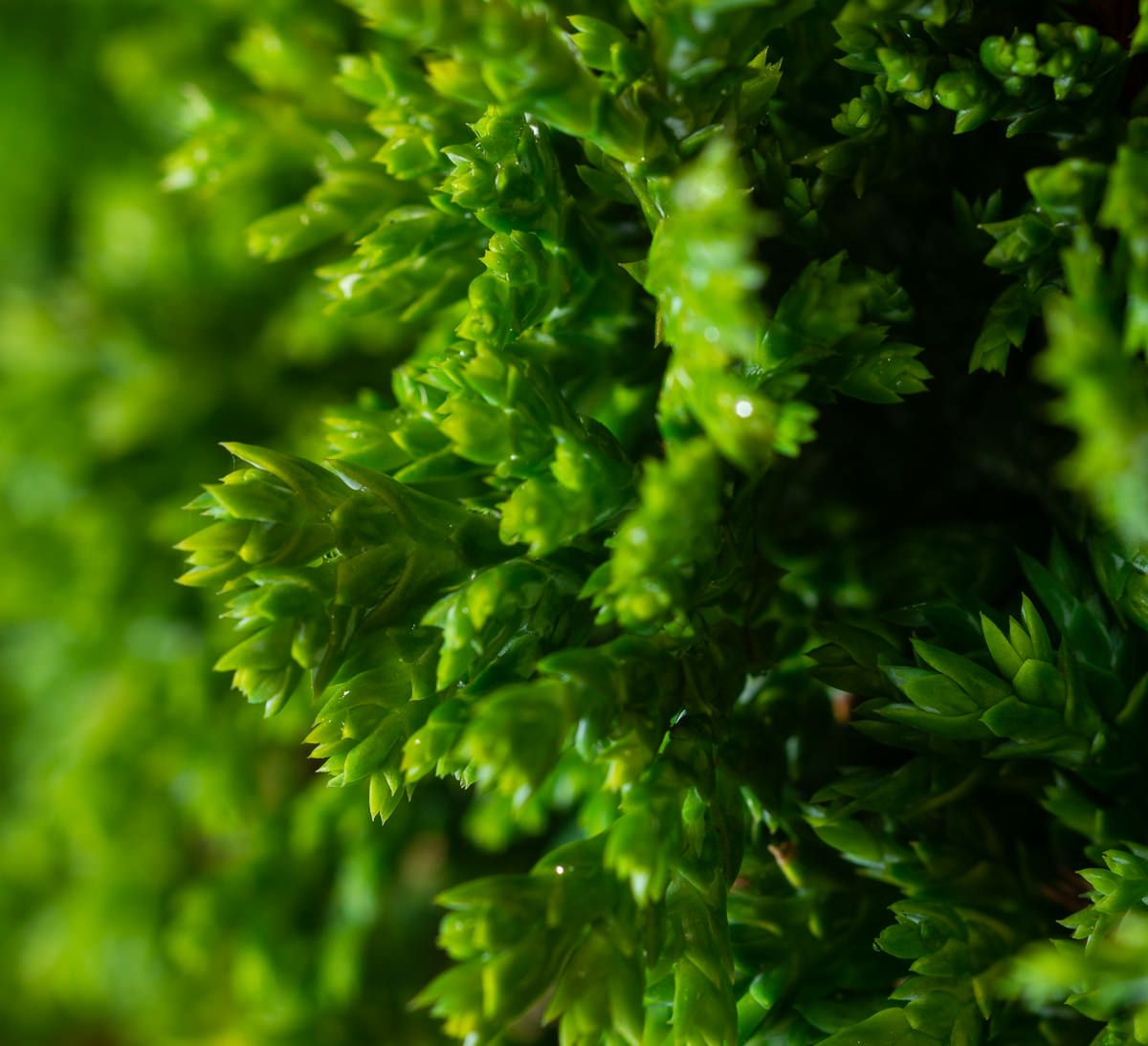 Zwerg-Mooszypresse Plumosa Aurea Compacta - Chamaecyparis pisifera ...