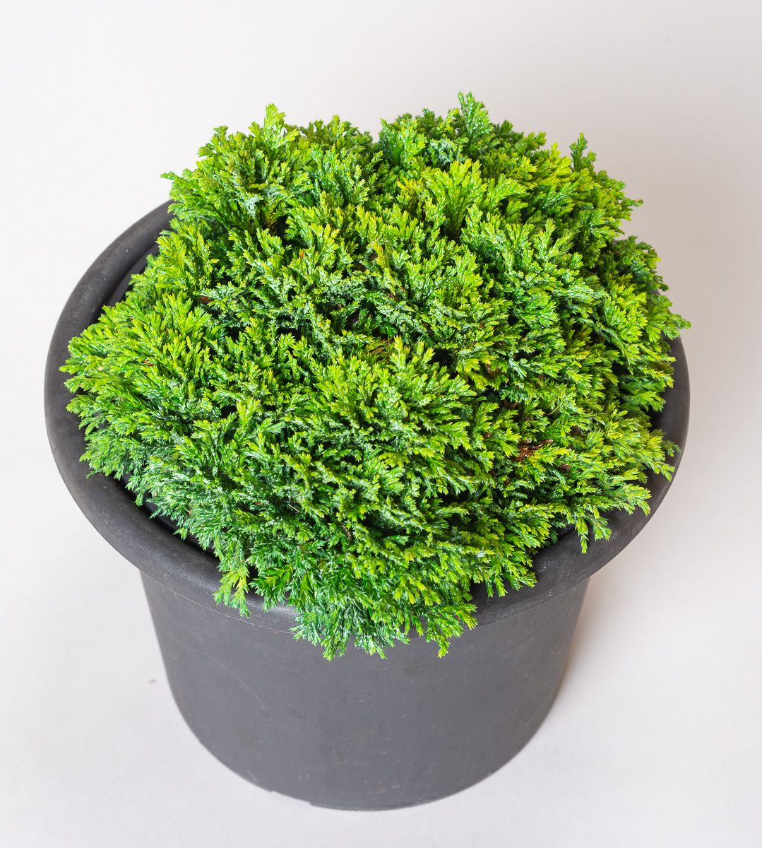 Zwerg-Mooszypresse Plumosa Aurea Compacta - Chamaecyparis pisifera ...