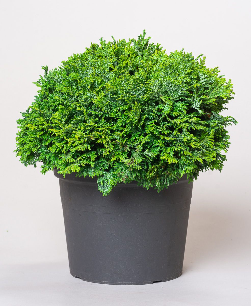 Zwerg-Mooszypresse Plumosa Aurea Compacta - Chamaecyparis pisifera ...