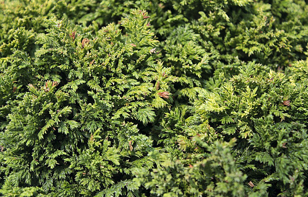 Zwerg-Mooszypresse Plumosa Aurea Compacta - Chamaecyparis pisifera ...