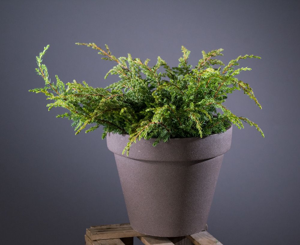 Kriechwacholder Repanda - Juniperus communis Repanda günstig kaufen