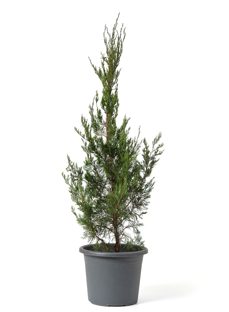 Virginischer Wacholder Canaertii - Juniperus virginiana Canaertii ...