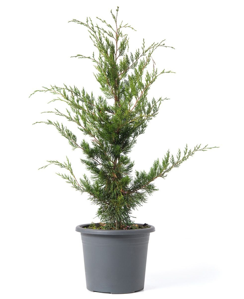 Virginischer Wacholder Canaertii - Juniperus virginiana Canaertii ...