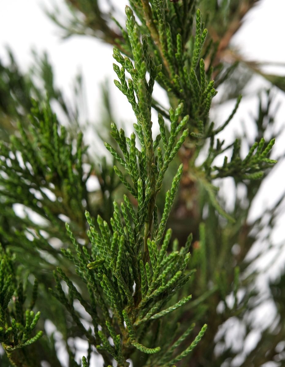 Virginischer Wacholder Canaertii - Juniperus virginiana Canaertii ...