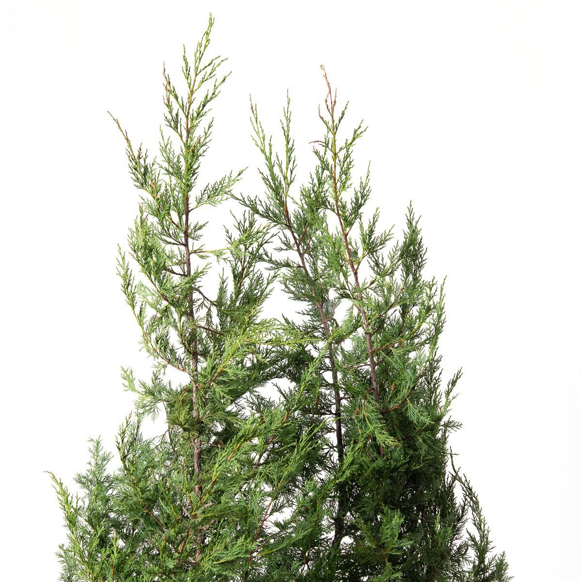 Virginischer Wacholder Glauca - Juniperus virginiana Glauca günstig kaufen