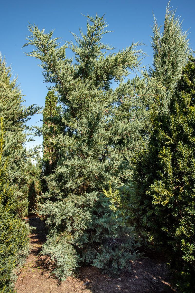 Virginischer Wacholder Glauca - Juniperus virginiana Glauca günstig kaufen