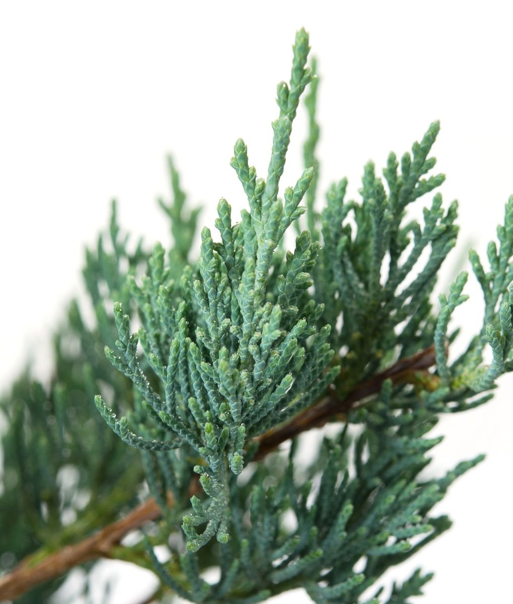 Virginischer Wacholder Glauca - Juniperus virginiana Glauca günstig kaufen