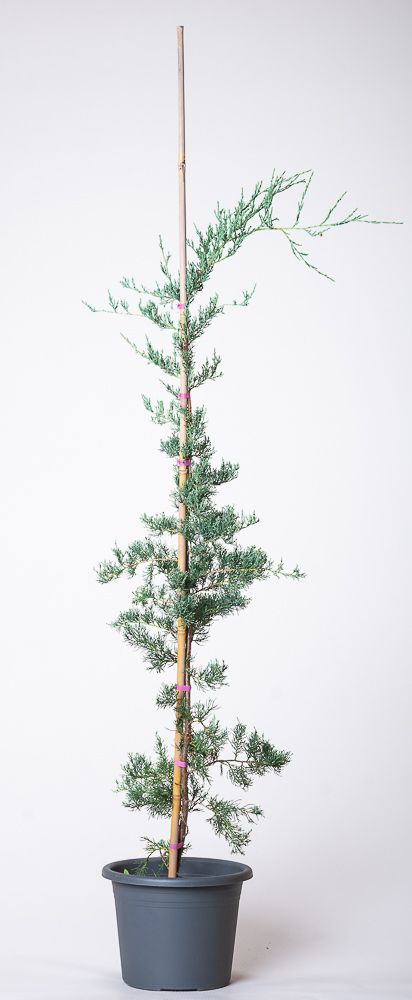 Virginischer Wacholder Glauca - Juniperus virginiana Glauca günstig kaufen