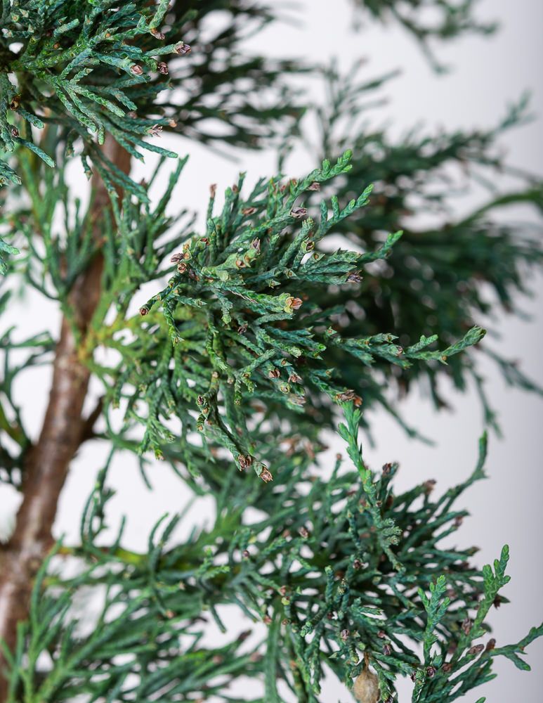 Virginischer Wacholder Glauca - Juniperus virginiana Glauca günstig kaufen