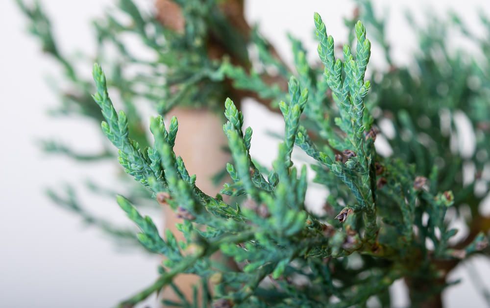 Virginischer Wacholder Glauca - Juniperus virginiana Glauca günstig kaufen