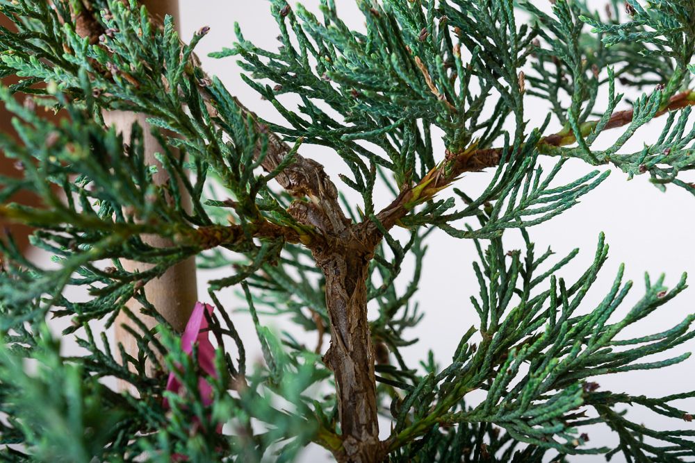 Virginischer Wacholder Glauca - Juniperus virginiana Glauca günstig kaufen