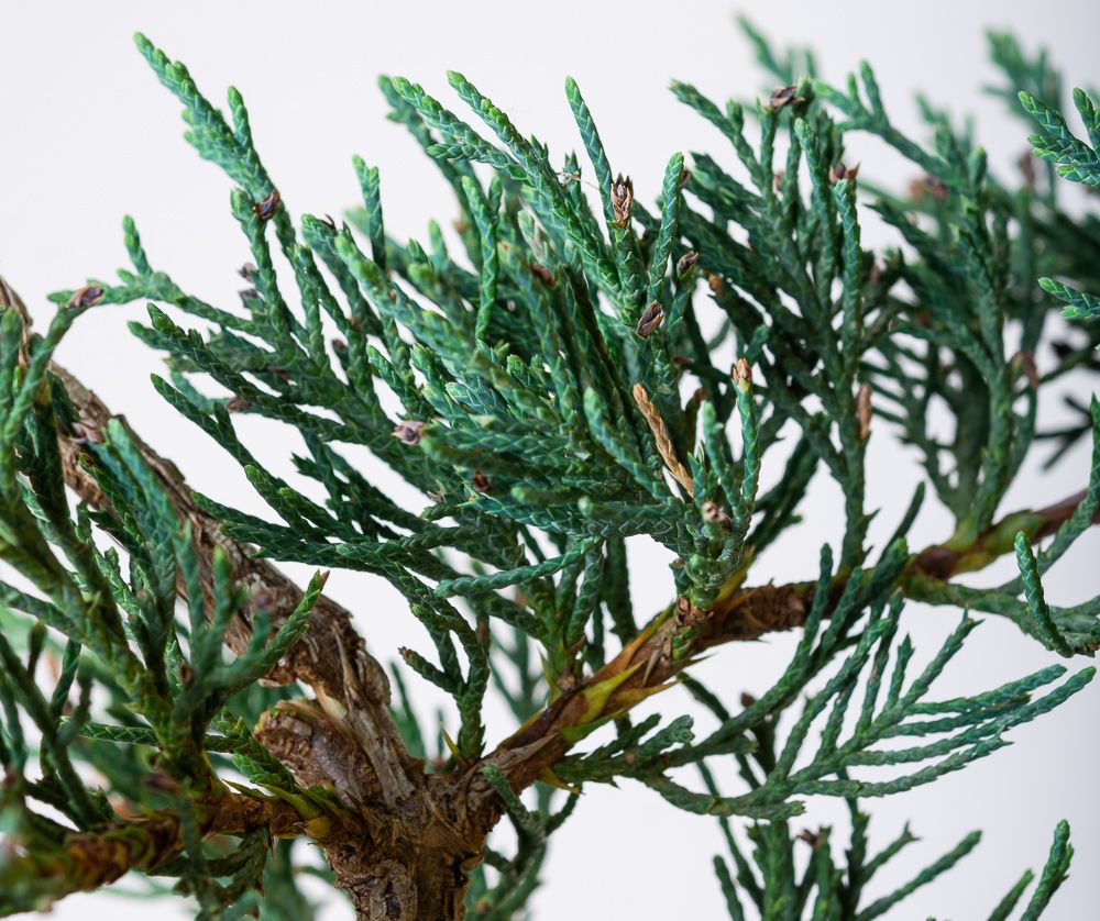 Virginischer Wacholder Glauca - Juniperus virginiana Glauca günstig kaufen