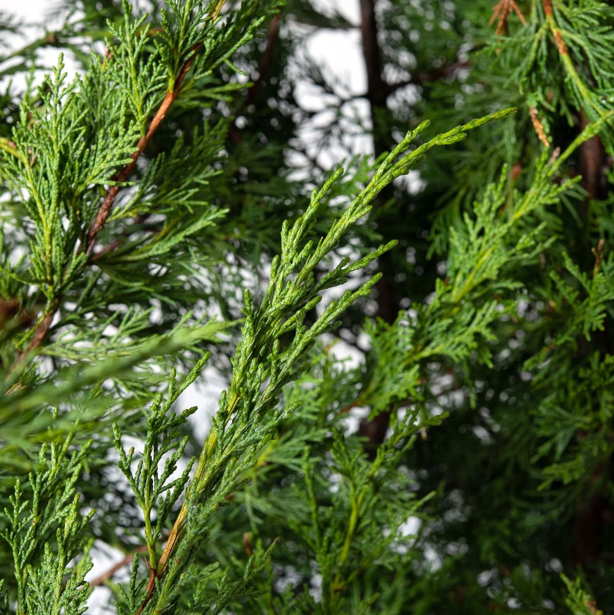 Virginischer Wacholder Glauca - Juniperus virginiana Glauca günstig kaufen