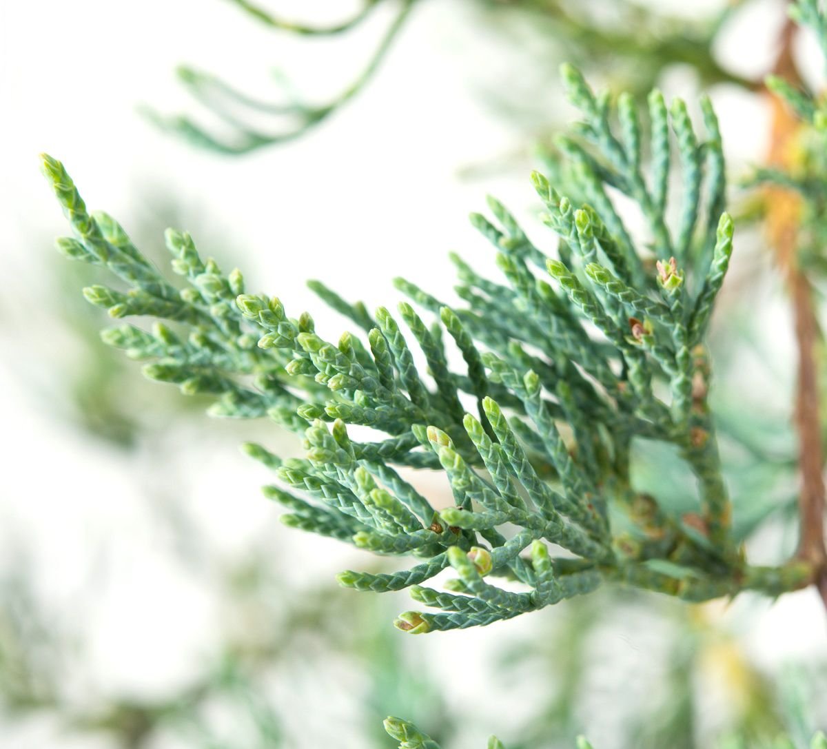 Virginischer Wacholder Glauca - Juniperus virginiana Glauca günstig kaufen